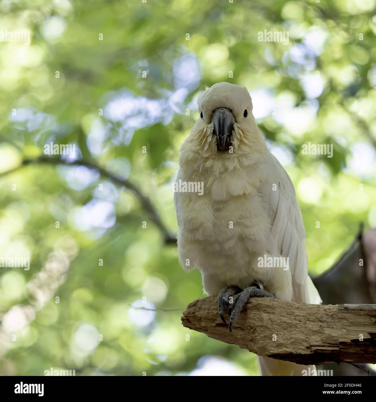 Bird birds beak cockatoo hi-res stock photography and images - Alamy