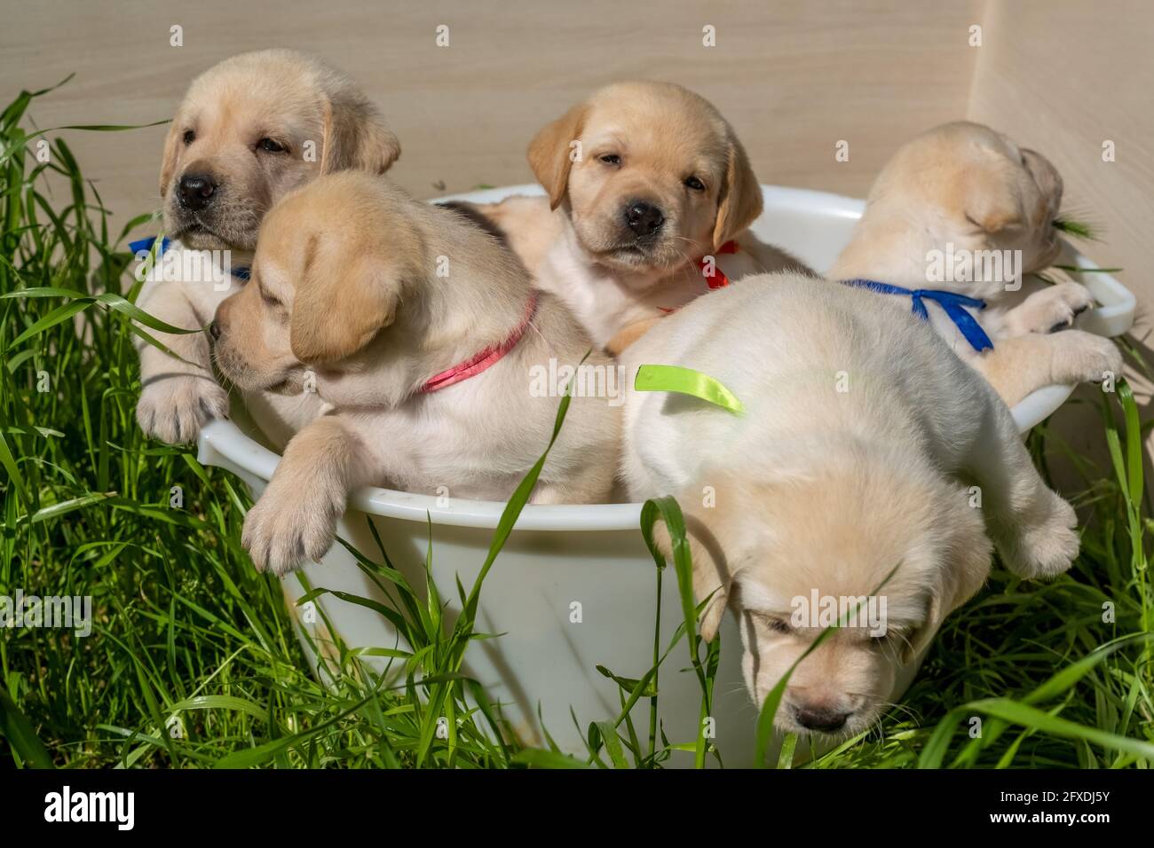 Cute baby labrador hi-res stock photography and images - Alamy
