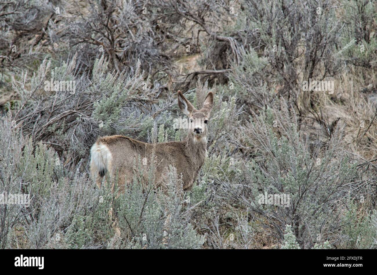 Deer surrounded by bushes in the wild Stock Photo - Alamy