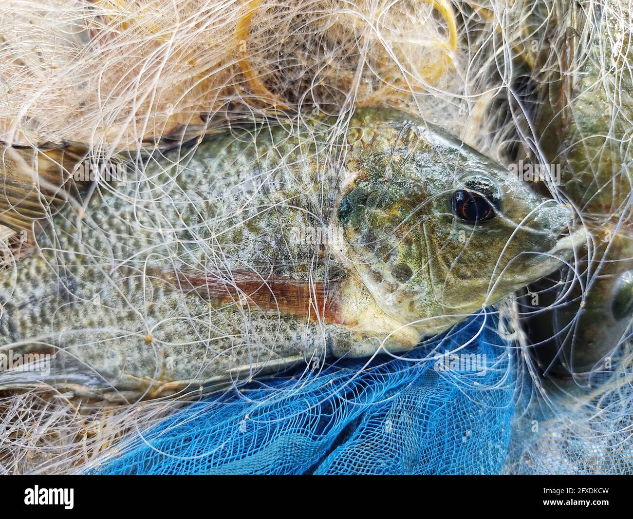 Tangled fishing net underwater hi-res stock photography and images - Alamy