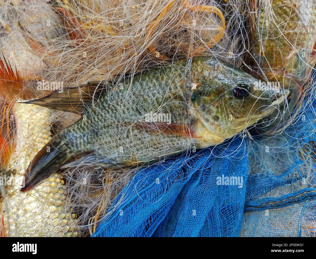 Closeup shot of a Tilapia fish tangled in a fishing net Stock Photo - Alamy