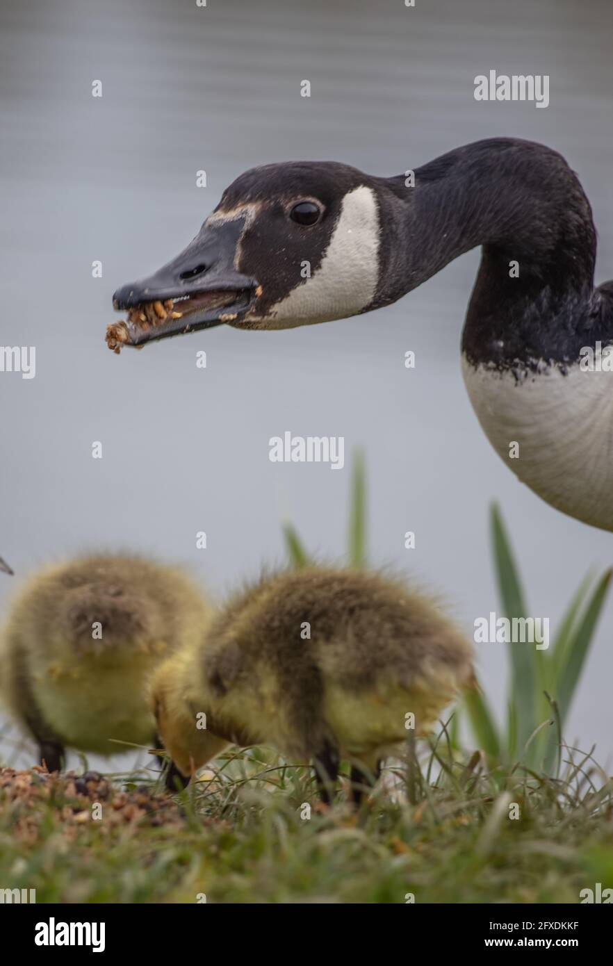 Feeding chickens canada hi-res stock photography and images - Alamy