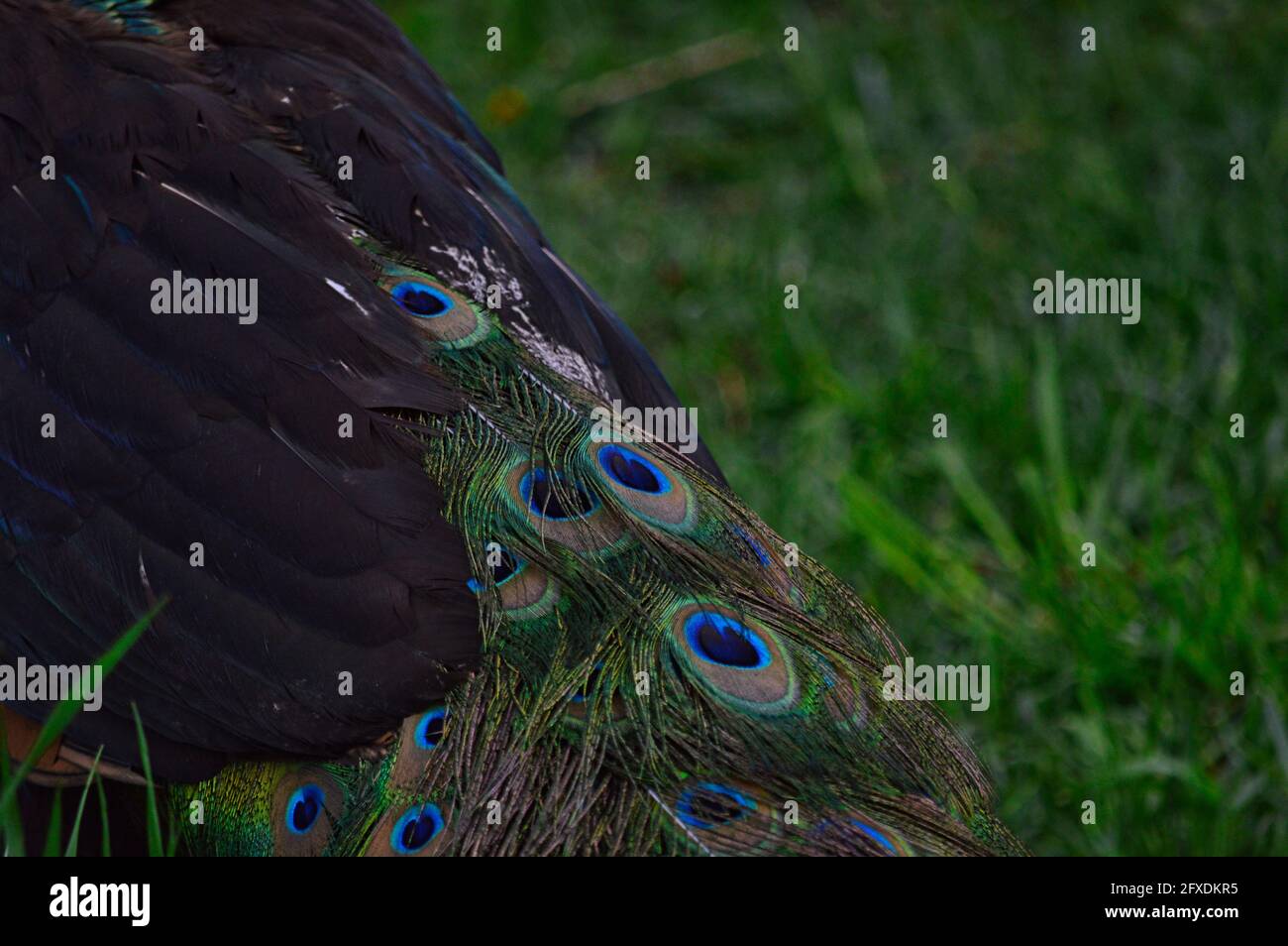 Pattern patterns on feathers hi-res stock photography and images - Alamy
