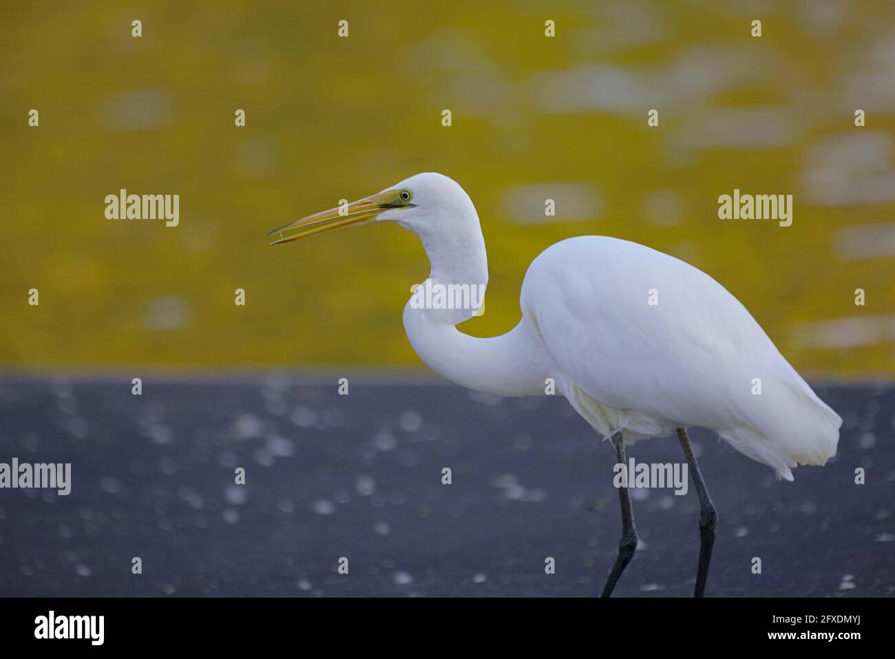 Australian great egret hi-res stock photography and images - Alamy