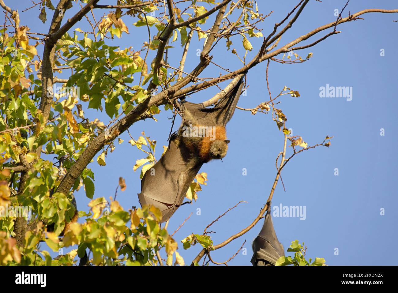 Little Red Flying Fox Stock Photo - Alamy