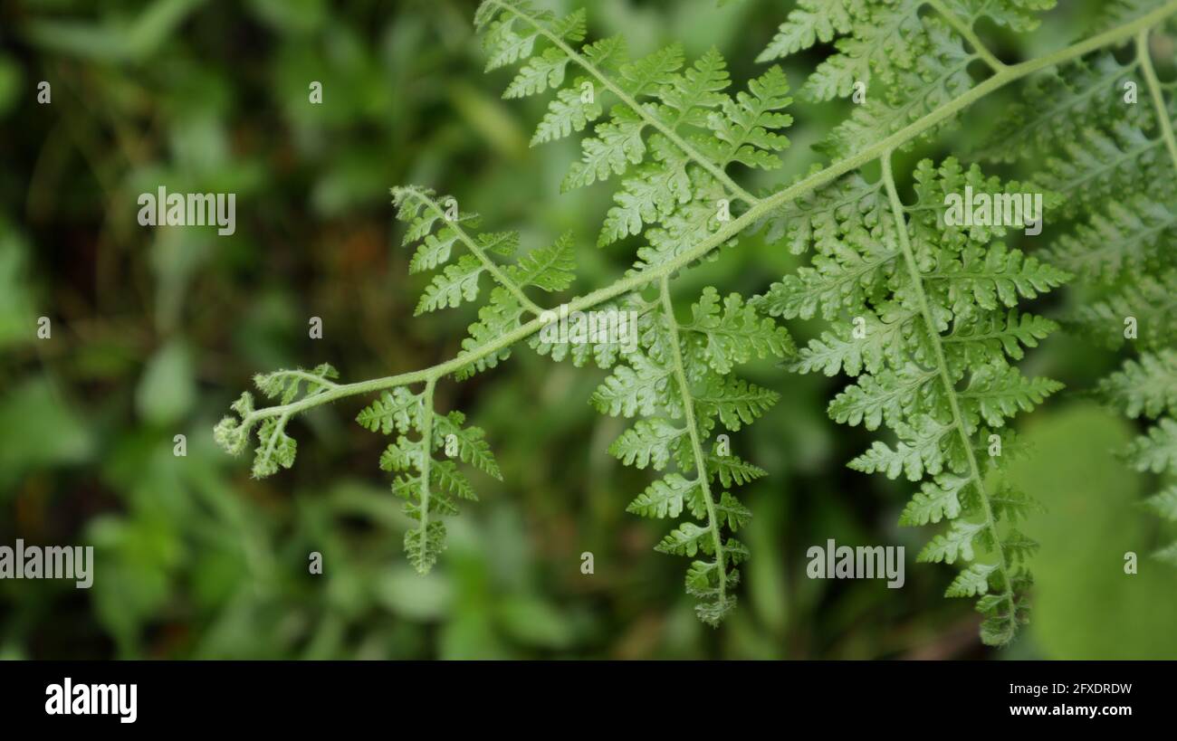 Overhead view of a newly formed large fern frond leaf Stock Photo - Alamy