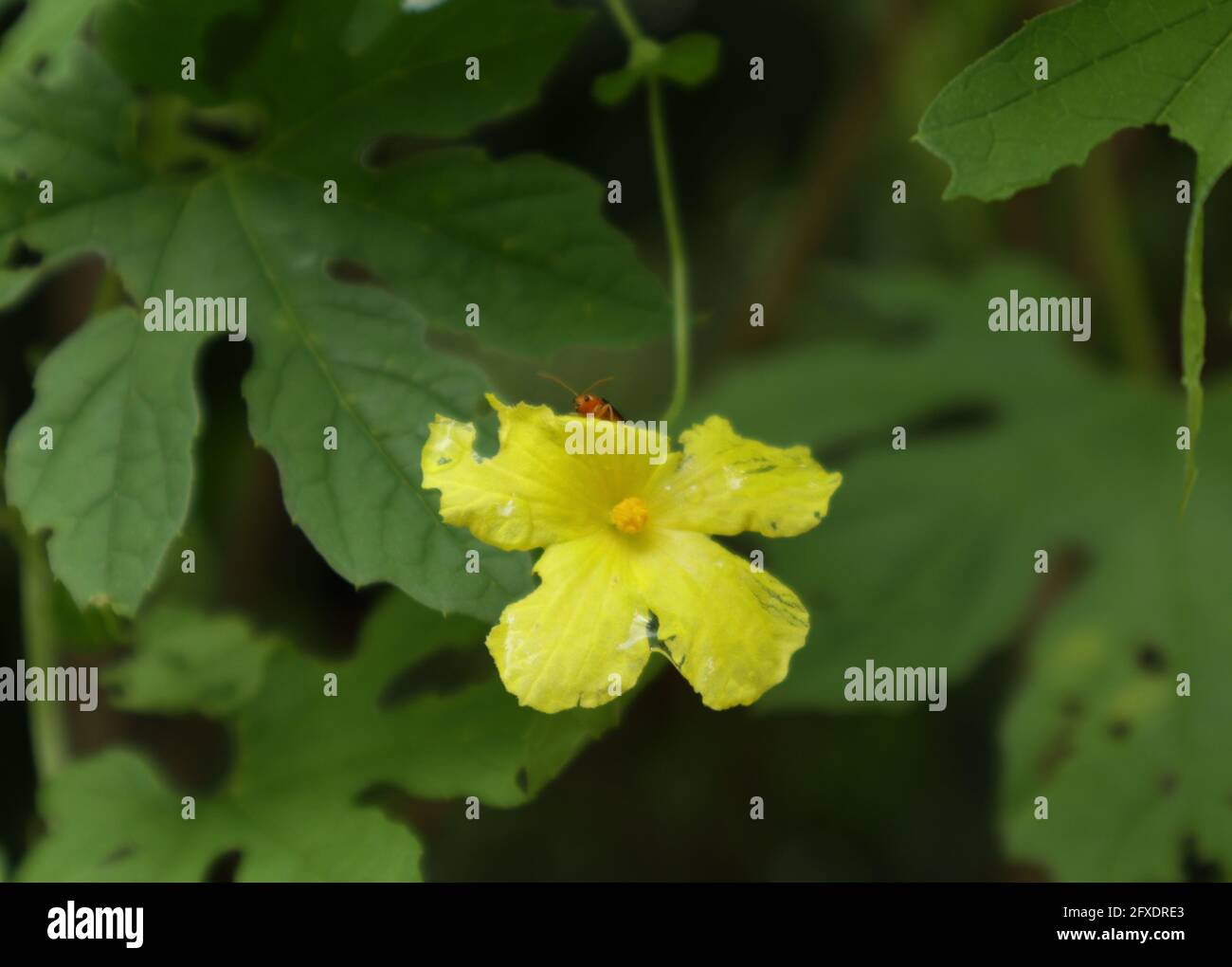Bitter gourd growing hi-res stock photography and images - Alamy