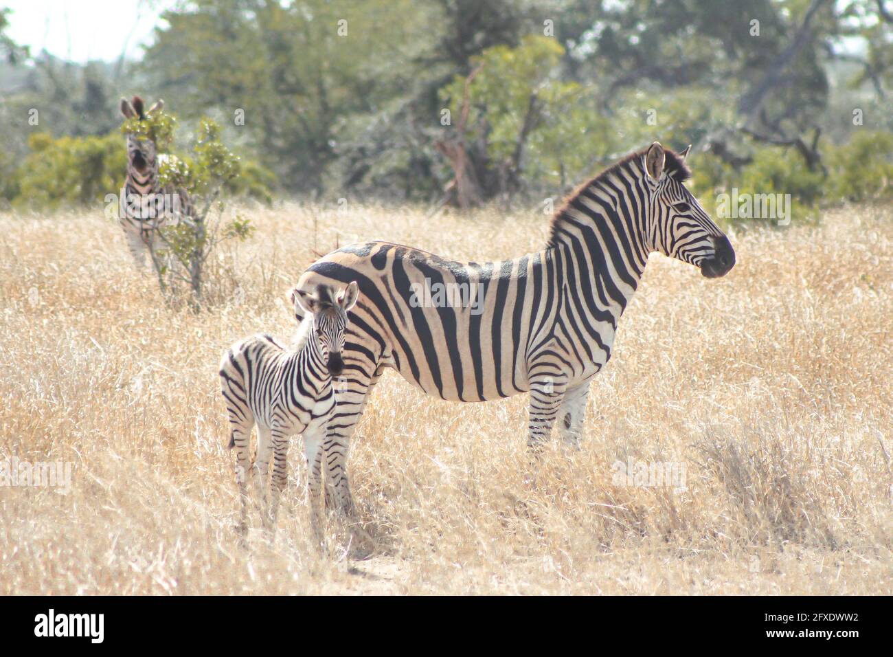 Fathernotinthepicture hi-res stock photography and images - Alamy
