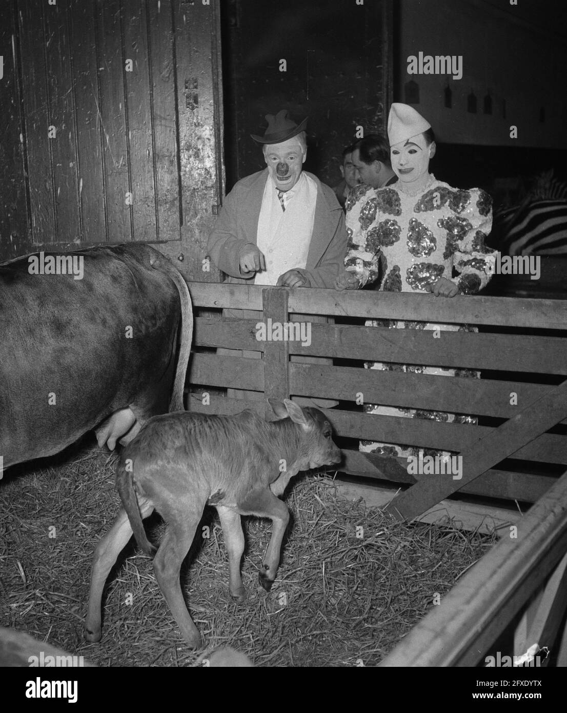 Strassburg birth sea lion hi-res stock photography and images - Alamy