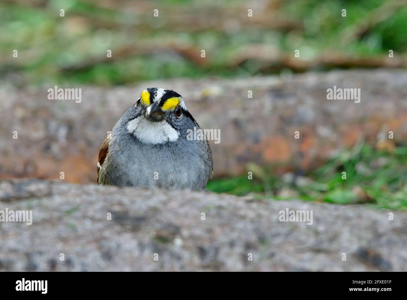 Song sparrow bird canada hi-res stock photography and images - Alamy