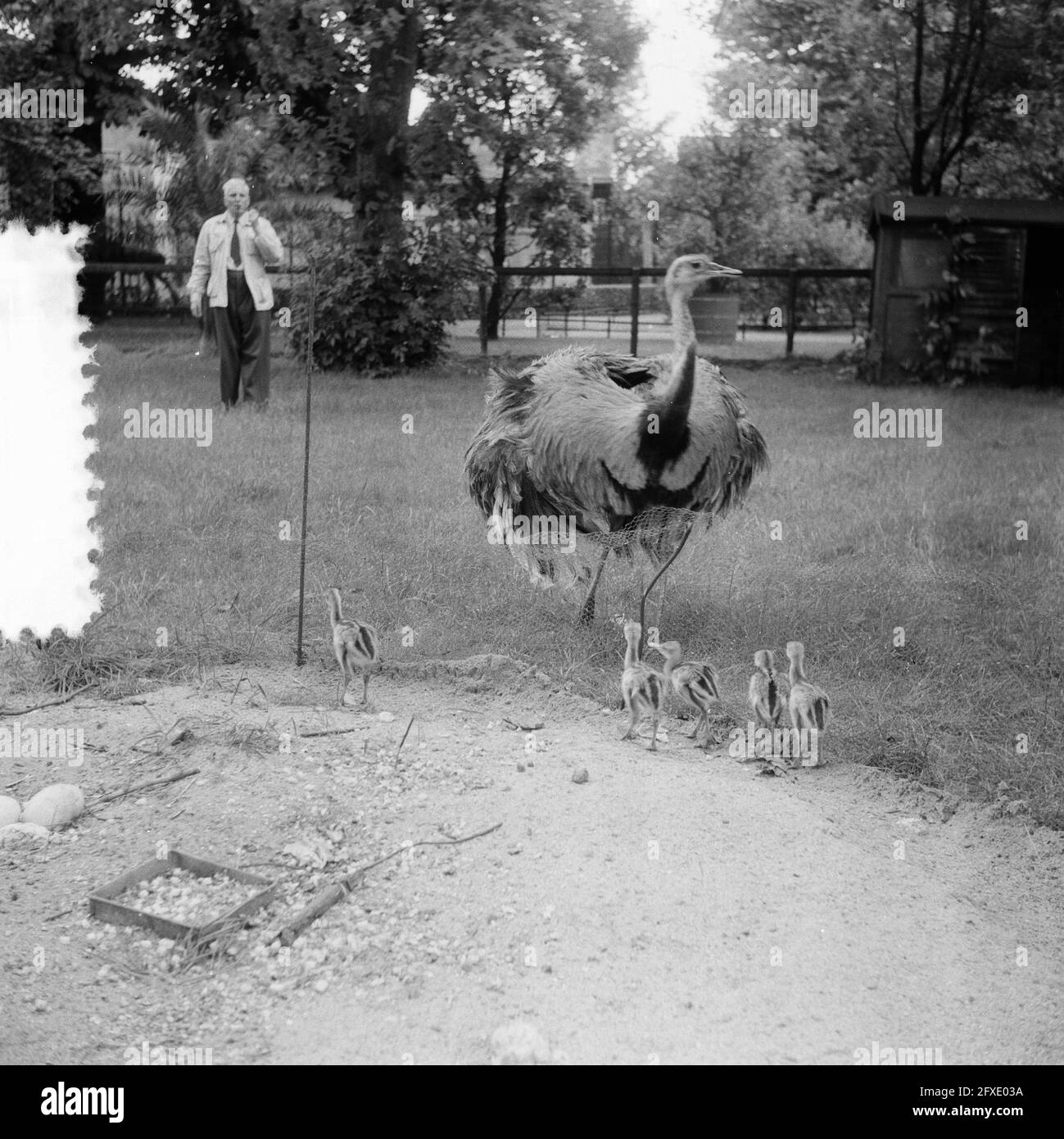 5 young ostriches hi-res stock photography and images - Alamy