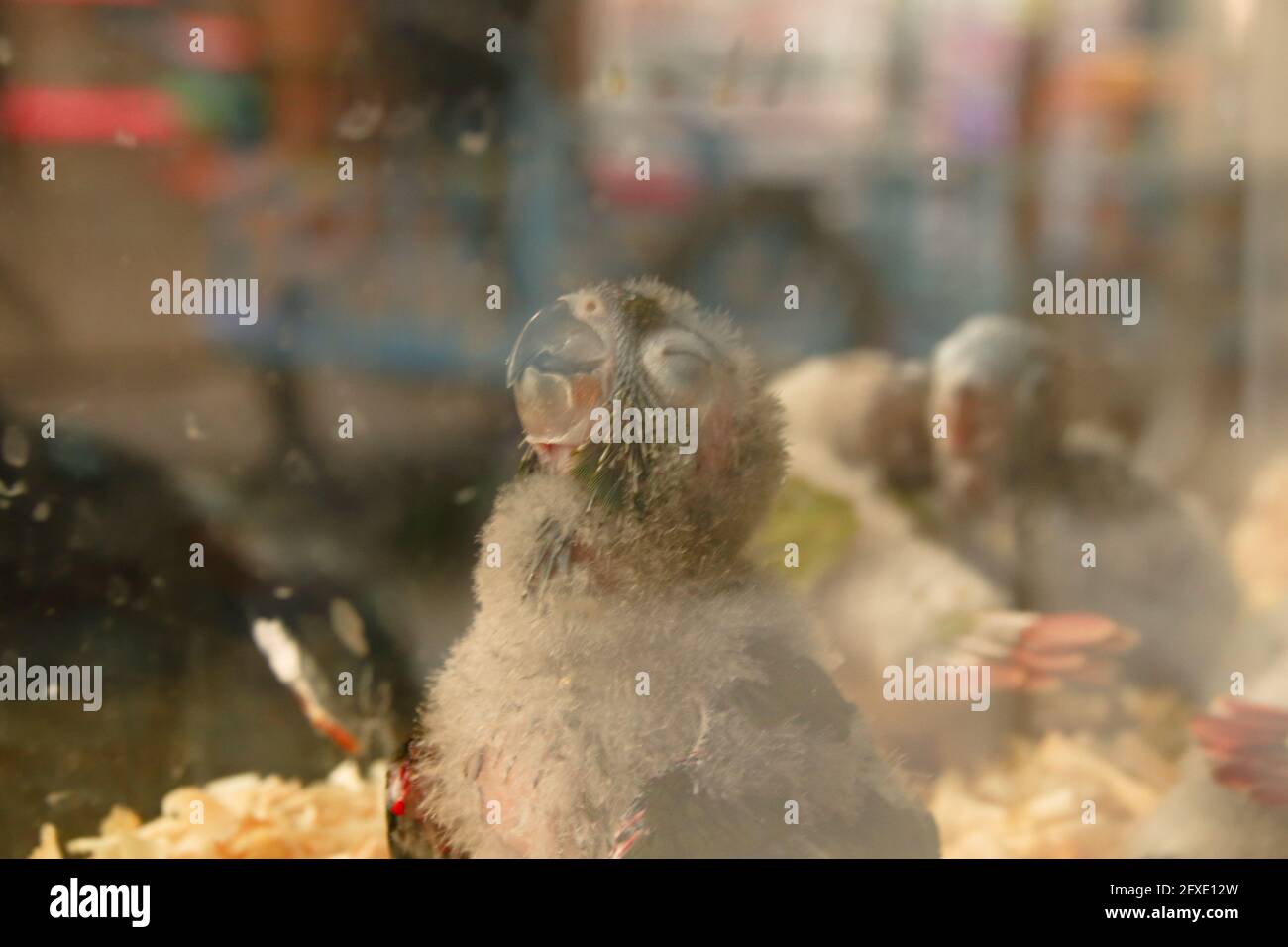 Parrot chicks hi-res stock photography and images - Alamy