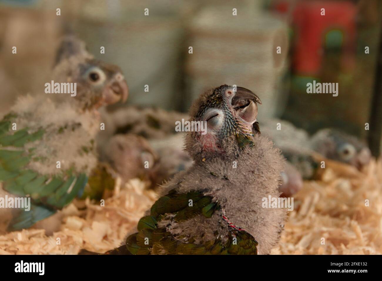 Parrot chicks hi-res stock photography and images - Alamy