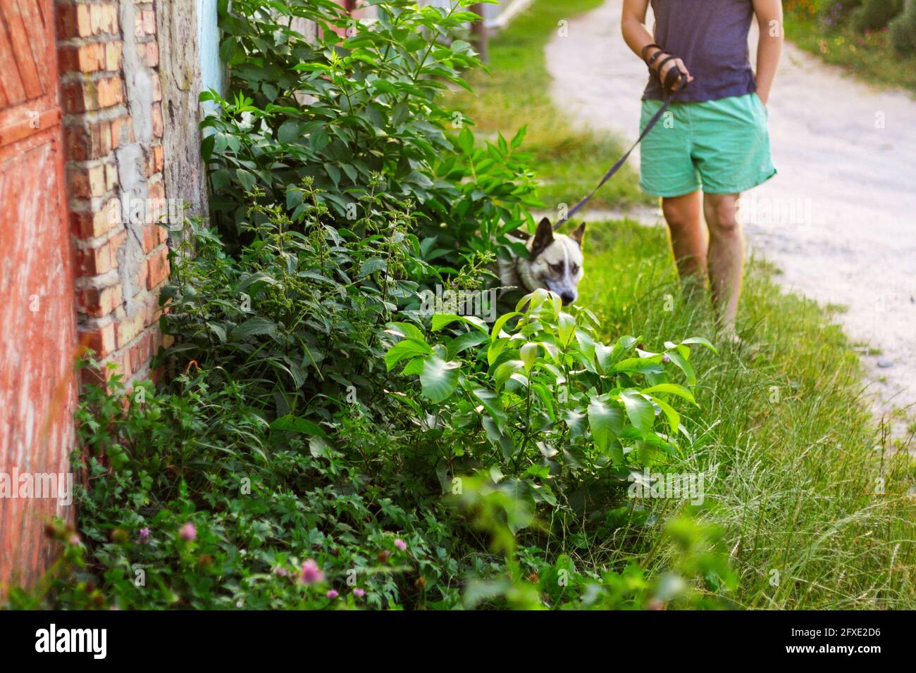Man walking field tall grass hi-res stock photography and images - Alamy Man walking field tall grass hi-res stock photography and images - Alamy