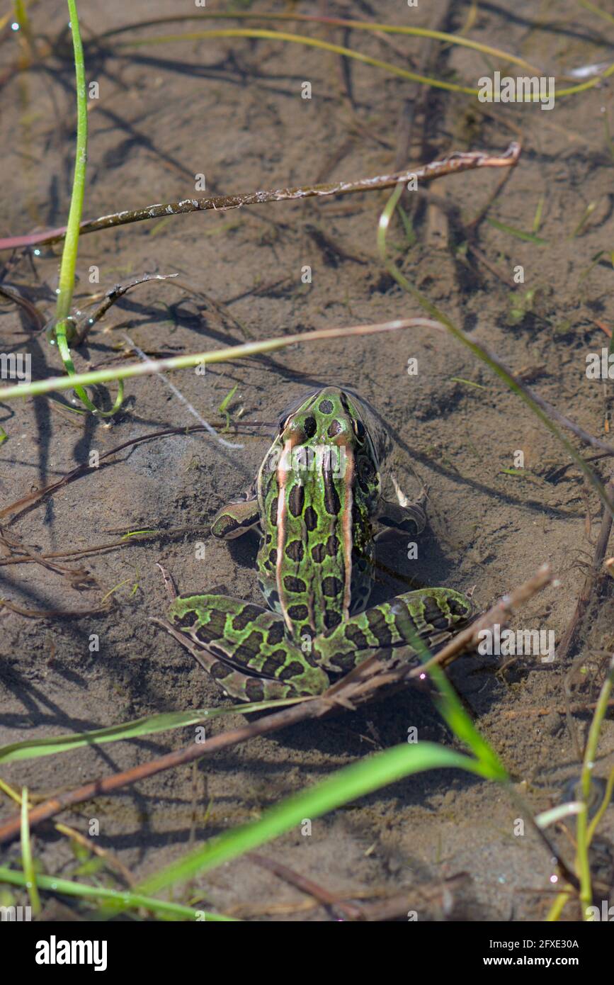 Northern leopard frog (Lithobates pipiens) exposed in the shallows of ...