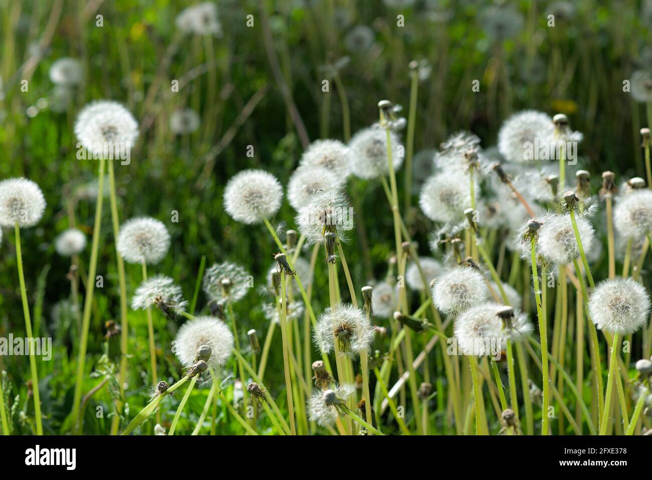 Dandelion seed heads (Taraxacum officinale) in all their weedy glory on ...