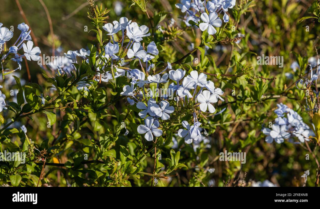Blooming Imperial Blue Plumbago tree in Los Angeles, Southern ...