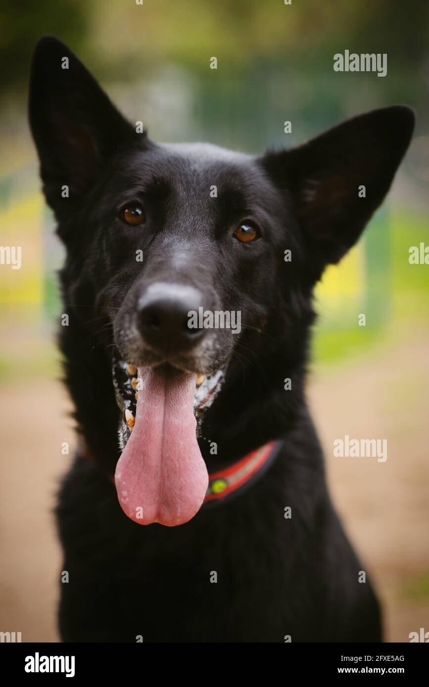 Portrait of a cute black labrador retriever with big sharp ears and ...