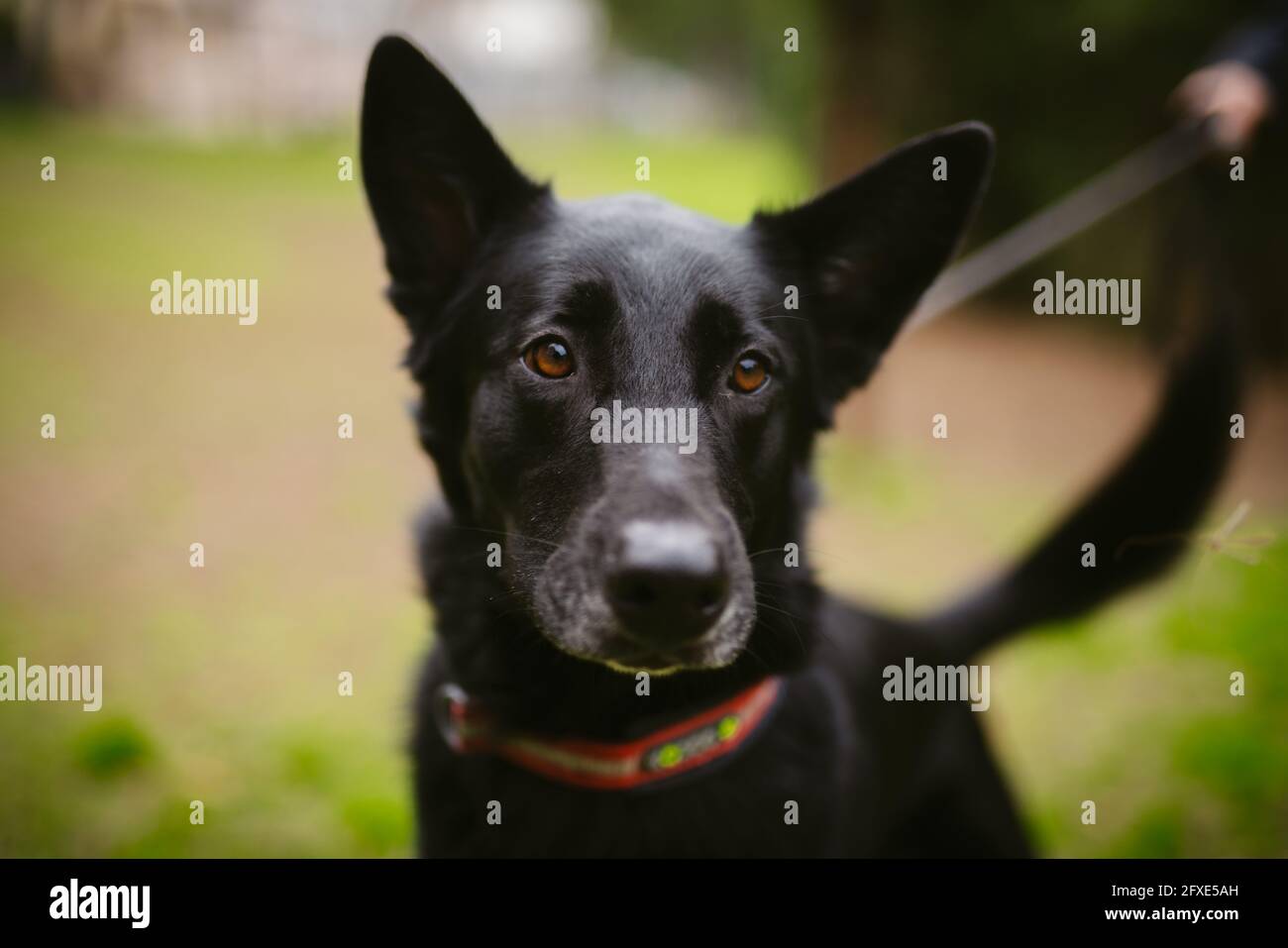 Portrait of a cute black labrador retriever with big sharp ears walking ...