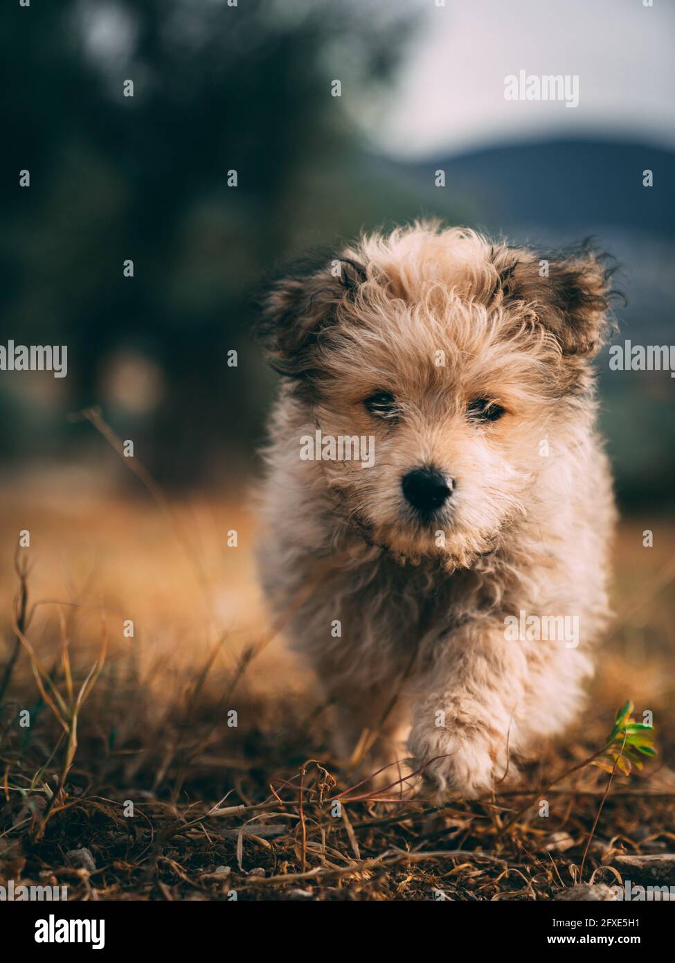 Cute brown Yorkipoo dog running in the field towards the camera Stock ...