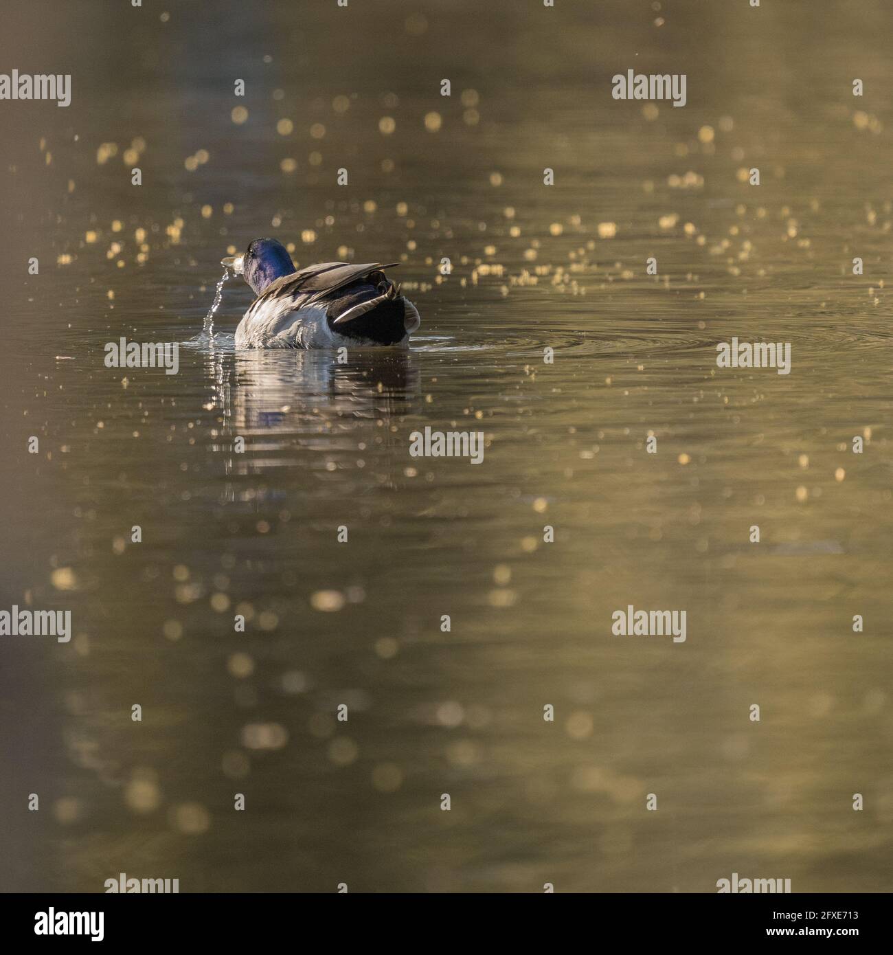 Beautiful shot of a duck drinking water from a lake Stock Photo - Alamy
