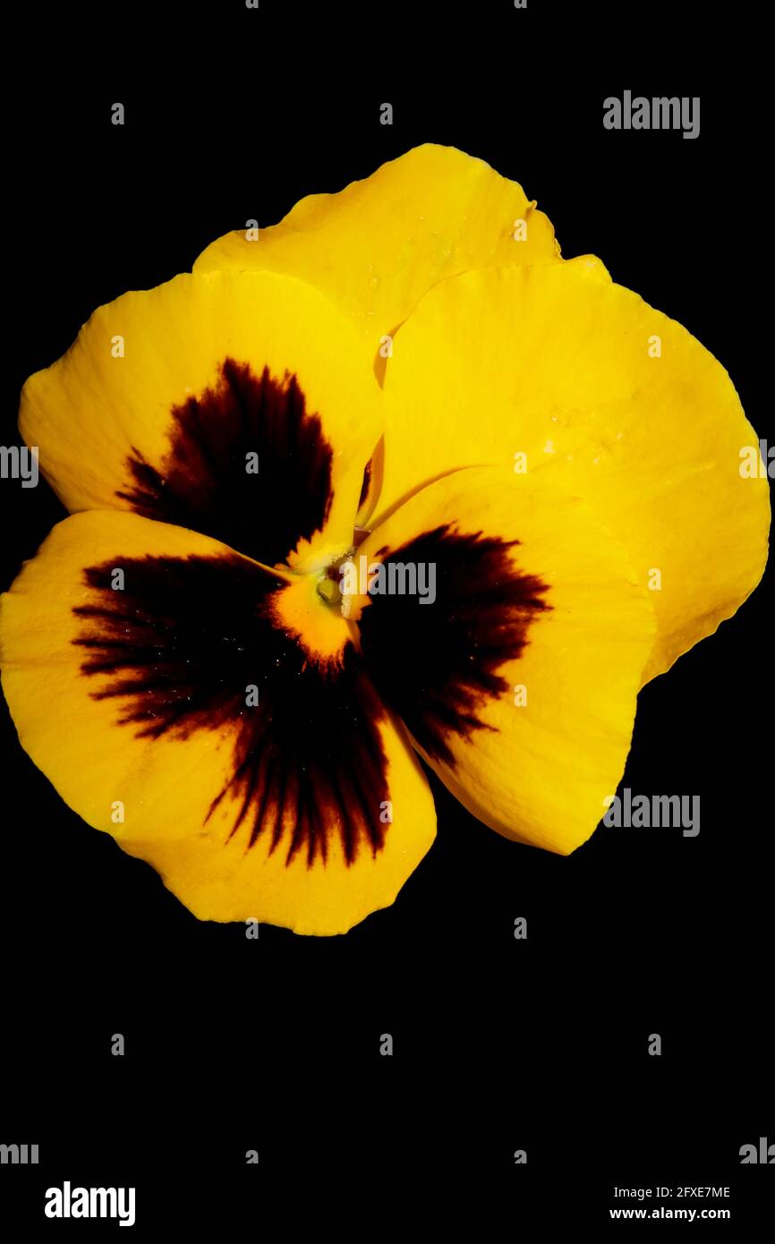 Yellow viola flower blossom family violaceae close up botanical ...
