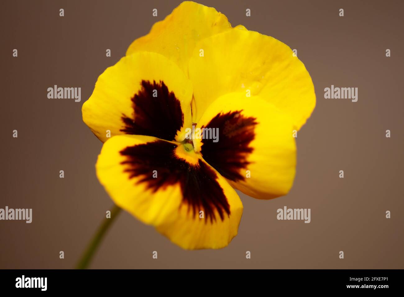 Yellow viola flower blossom family violaceae close up botanical ...