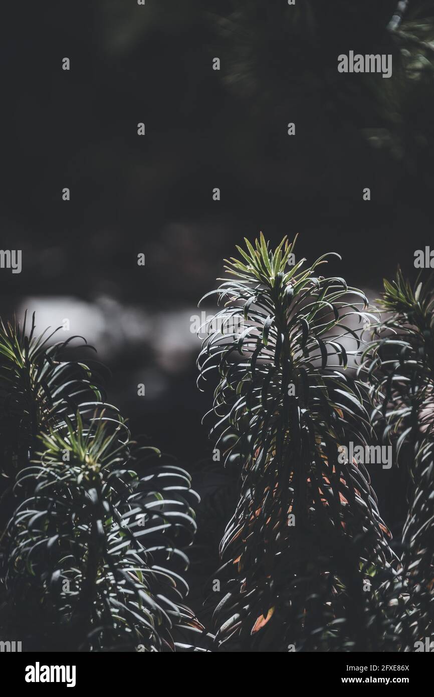 Sun rays falling on growing green plants Stock Photo - Alamy