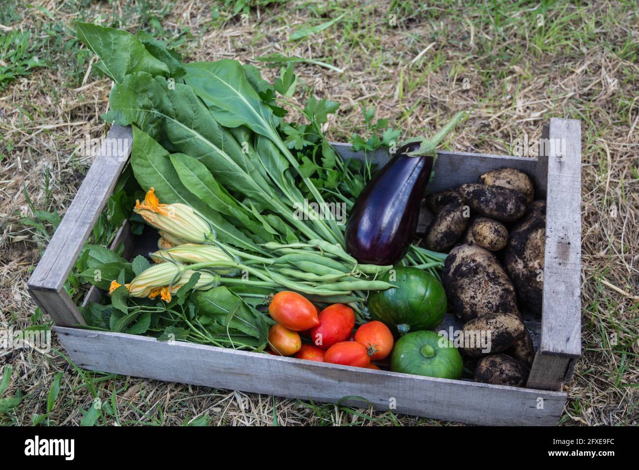 Drawer with vegetable harvest. Roots, tubers, leaves, fruits and ...