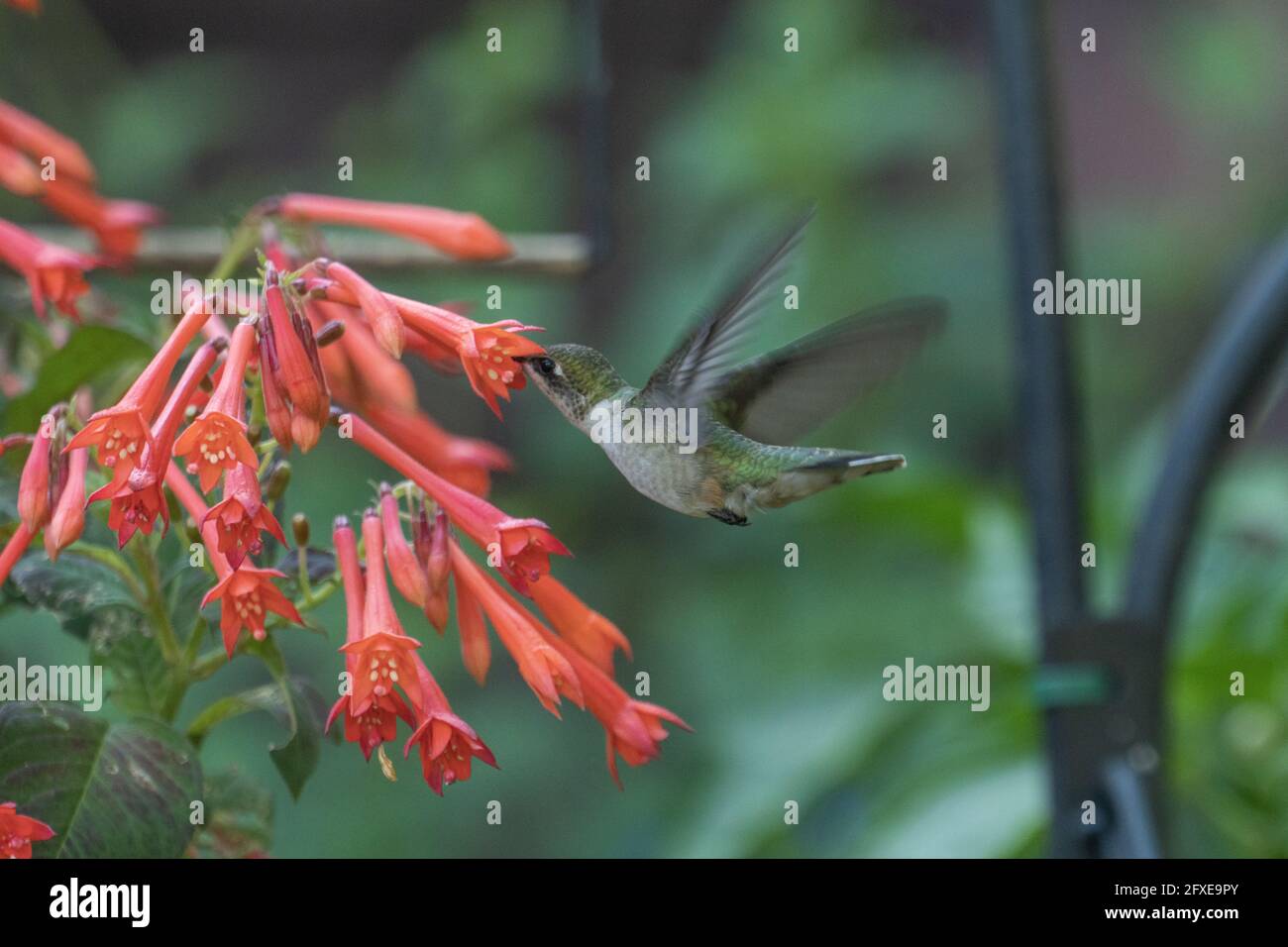 Selective focus shot of a little hummingbird flying around an orange ...