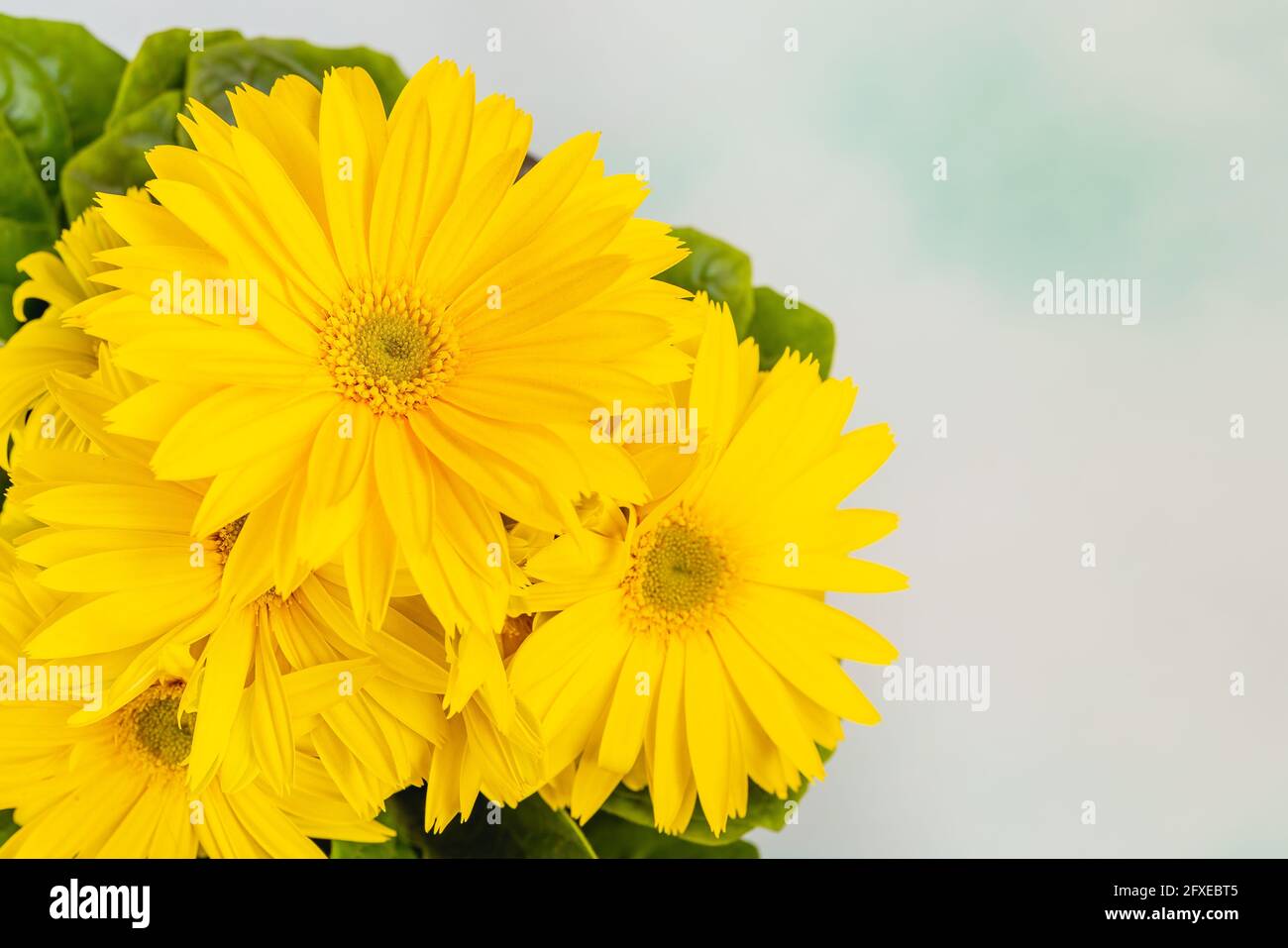Yellow Gerbera daisy flowers, floral background with copy space Stock ...