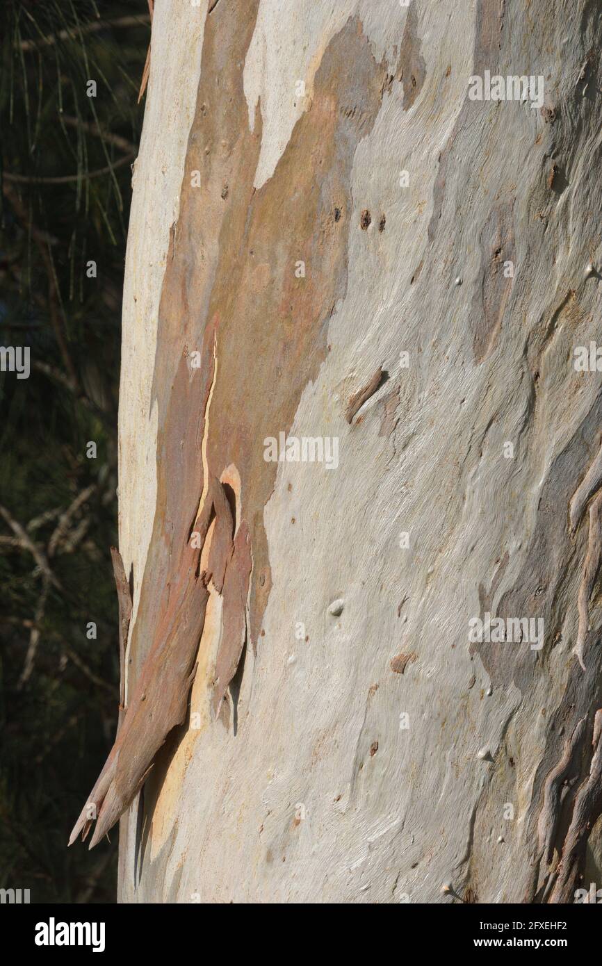 Bark forest red gum tree hi-res stock photography and images - Alamy