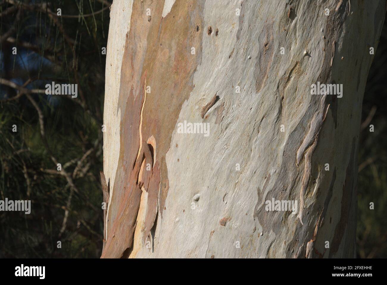 Bark forest red gum tree hi-res stock photography and images - Alamy