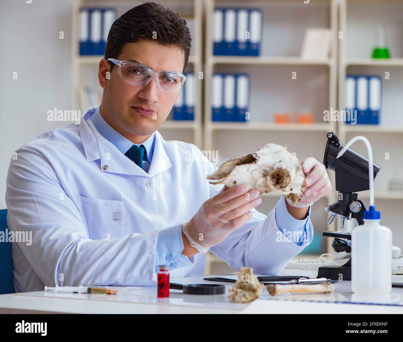The paleontologist looking at extinct animal bone Stock Photo - Alamy