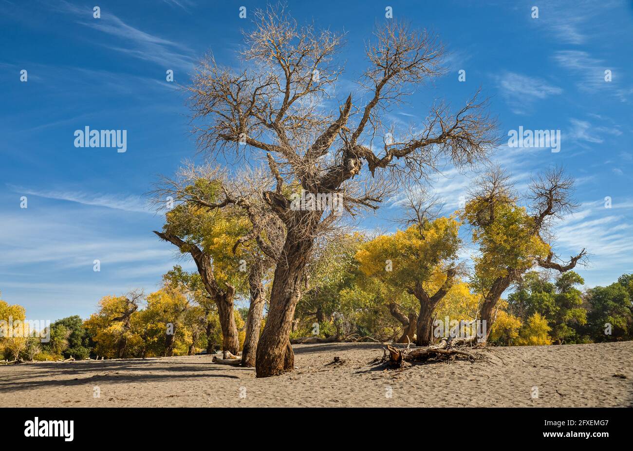 euphrates poplar of Ejina Banner in Alashan League Stock Photo - Alamy