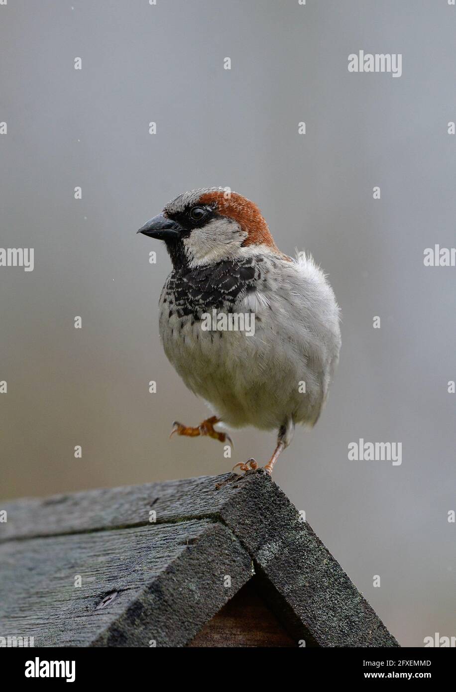 Bird on birdhouse hi-res stock photography and images - Alamy
