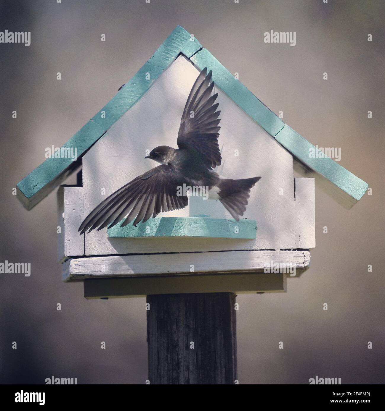 Birdhouse flyby hi-res stock photography and images - Alamy