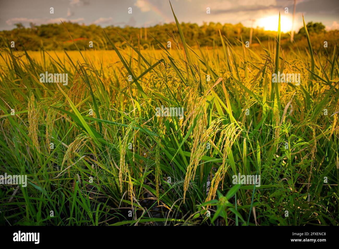 View of green rice filed with sunset. Thailand traditional rice farming ...
