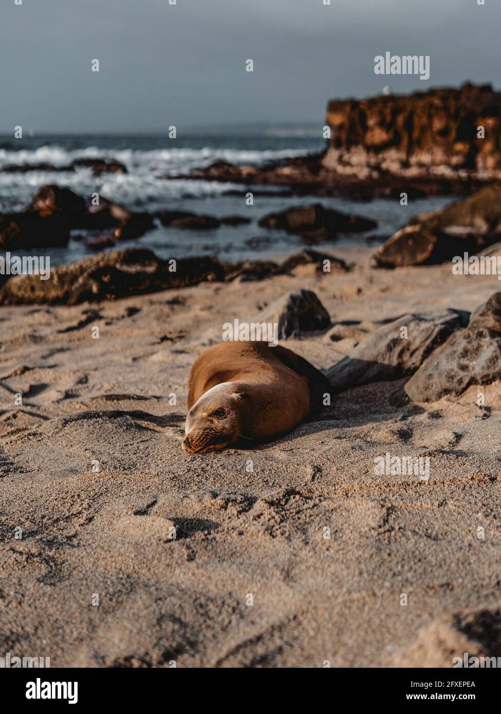 Vertical shot of a seal laying on the sand at a beach Stock Photo - Alamy