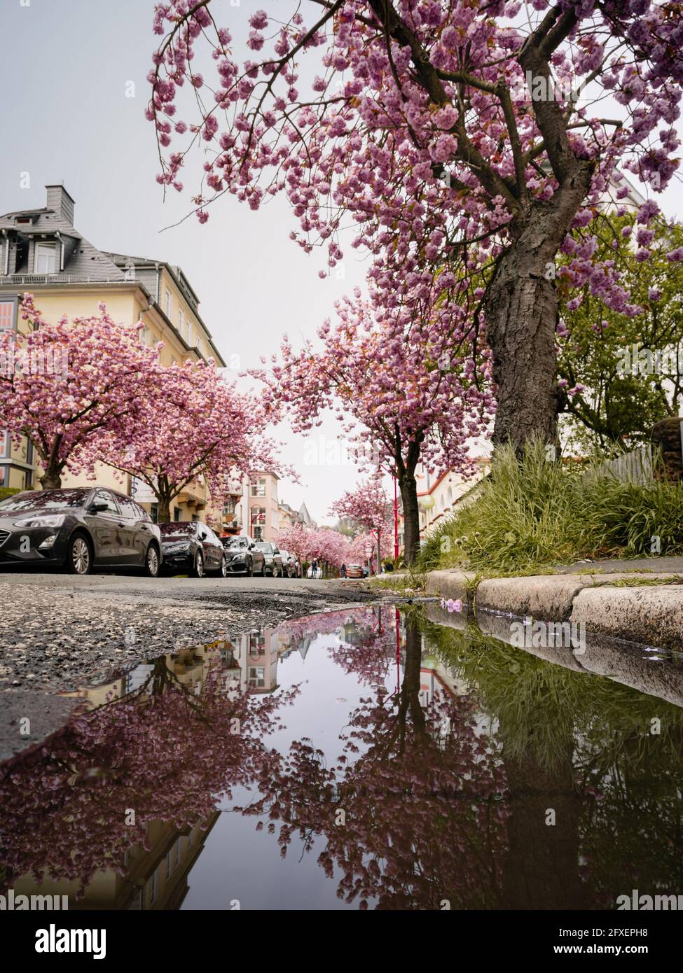 Vertical shot of blooming cherry blossom trees in a driveway Stock ...