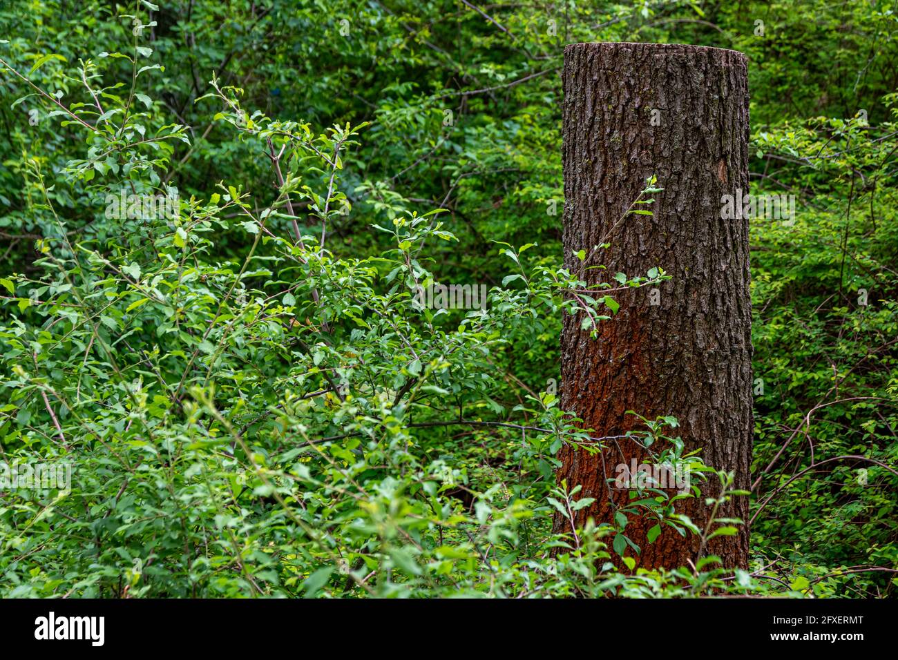 Thick cut tree trunk with red paint on it surrounded by green leaves on ...