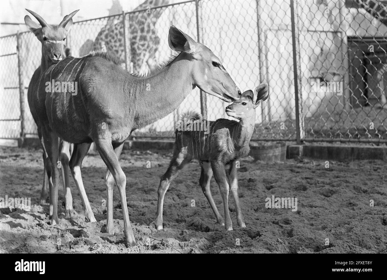 Human zoos 20 century hi-res stock photography and images - Alamy