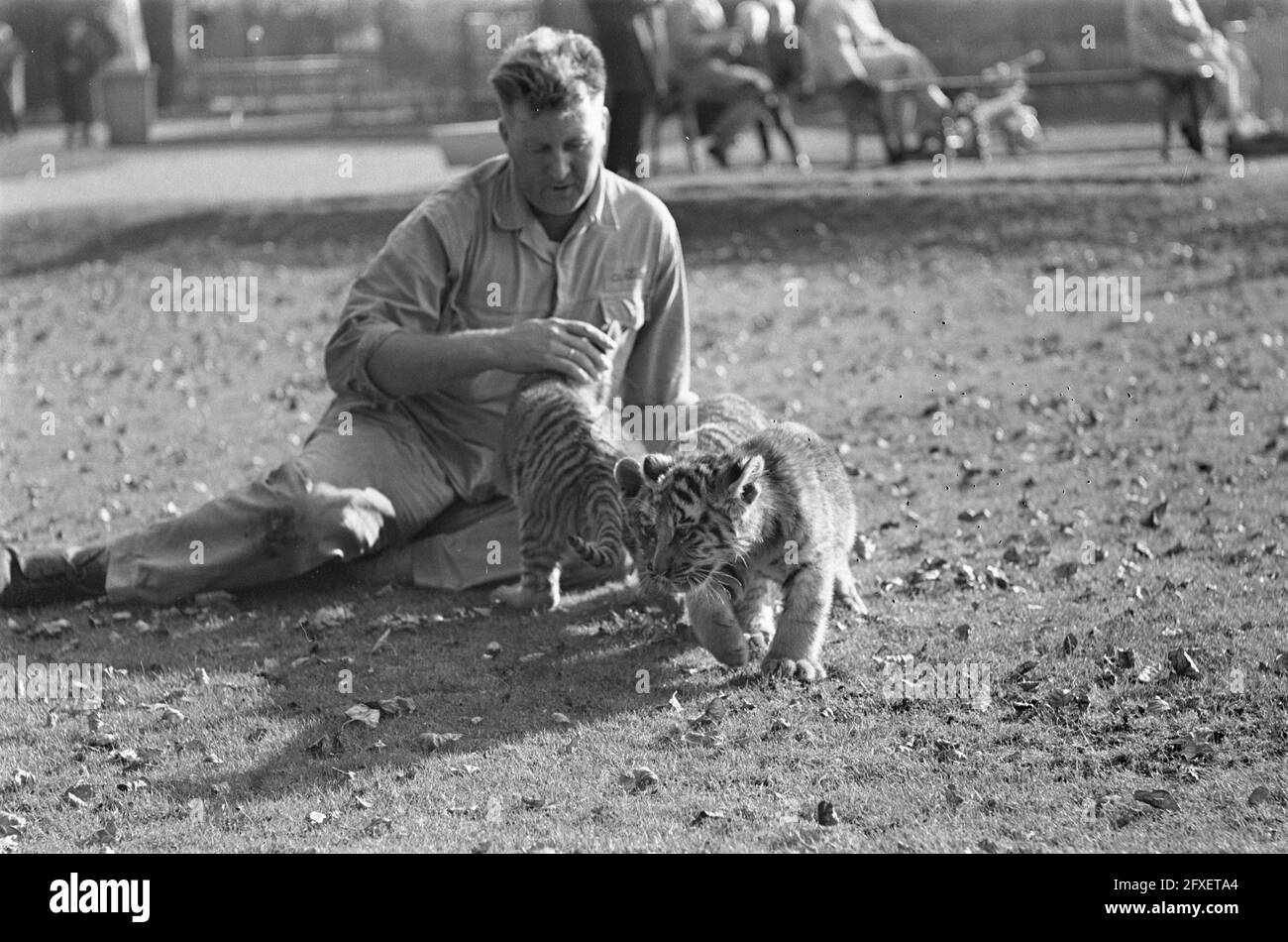 Ten-week-old tigers in Artis, playing with sitter, October 20, 1964 ...