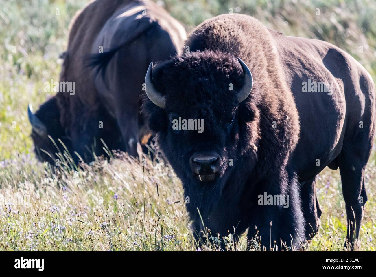 American Bison in the field of Yellowstone National Park, Wyoming Stock Photo - Alamy