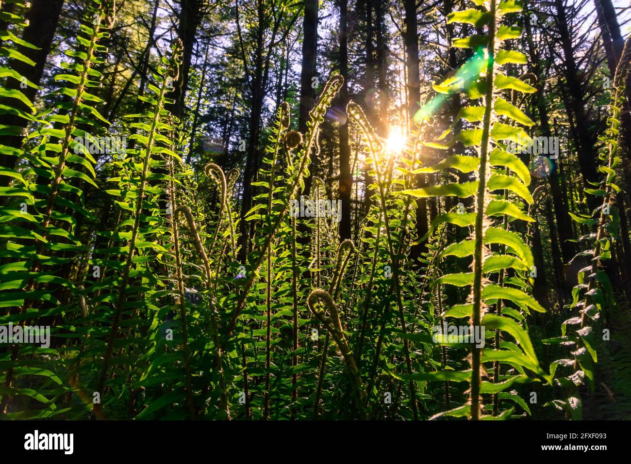 Ferns in canadian forest hi-res stock photography and images - Alamy