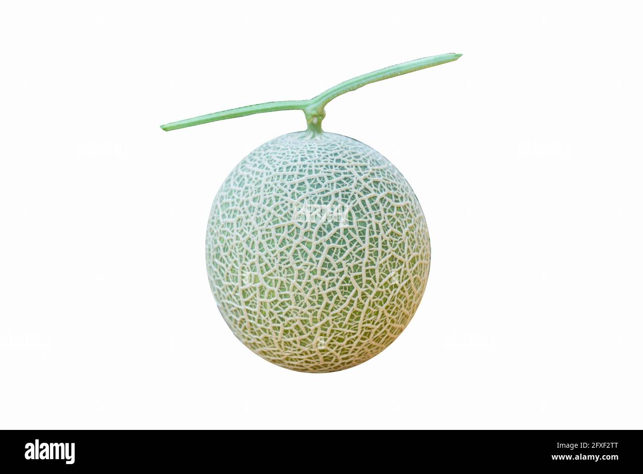 fresh green melon on white background Stock Photo - Alamy