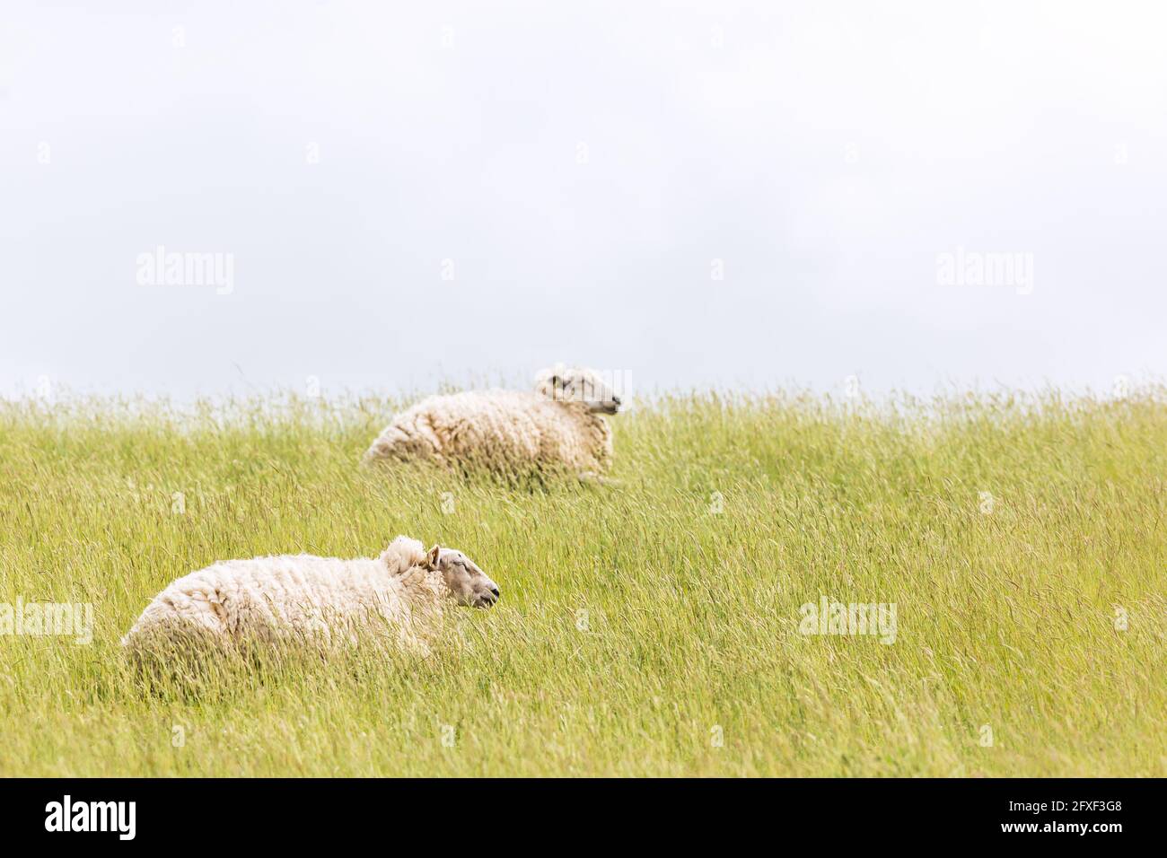 Sheep laying on levee grass Stock Photo - Alamy