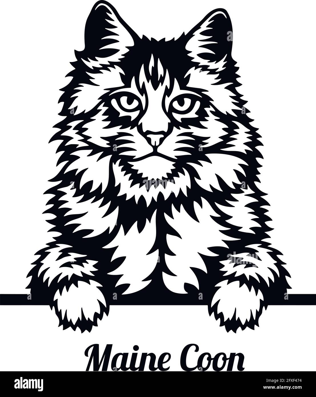 Maine Coon Cat - Cat breed. Cat breed head isolated on a white ...