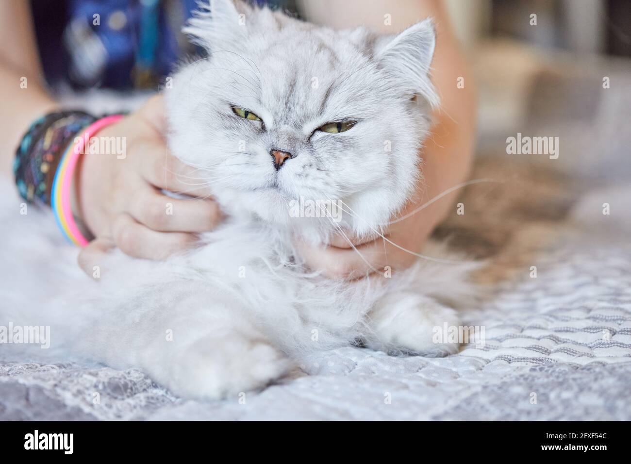 Girl scratches the neck of British long-haired white cat Stock Photo ...