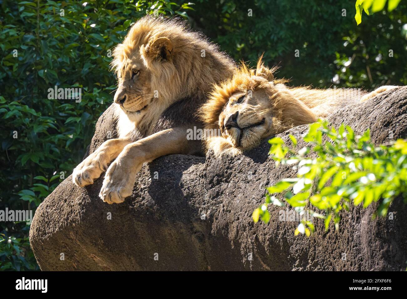 African lions (Panthera leo) at Zoo Atlanta in Atlanta, Georgia. (USA ...